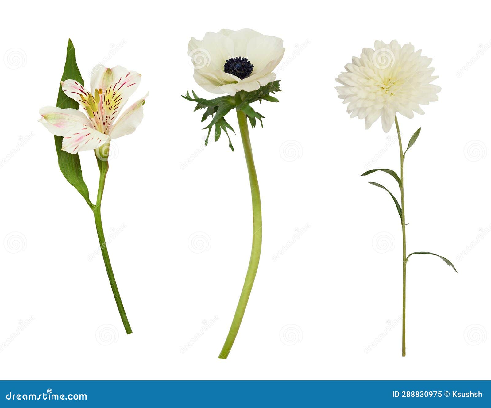 Set of Different Flowers Isolated Stock Image - Image of nature, clip ...