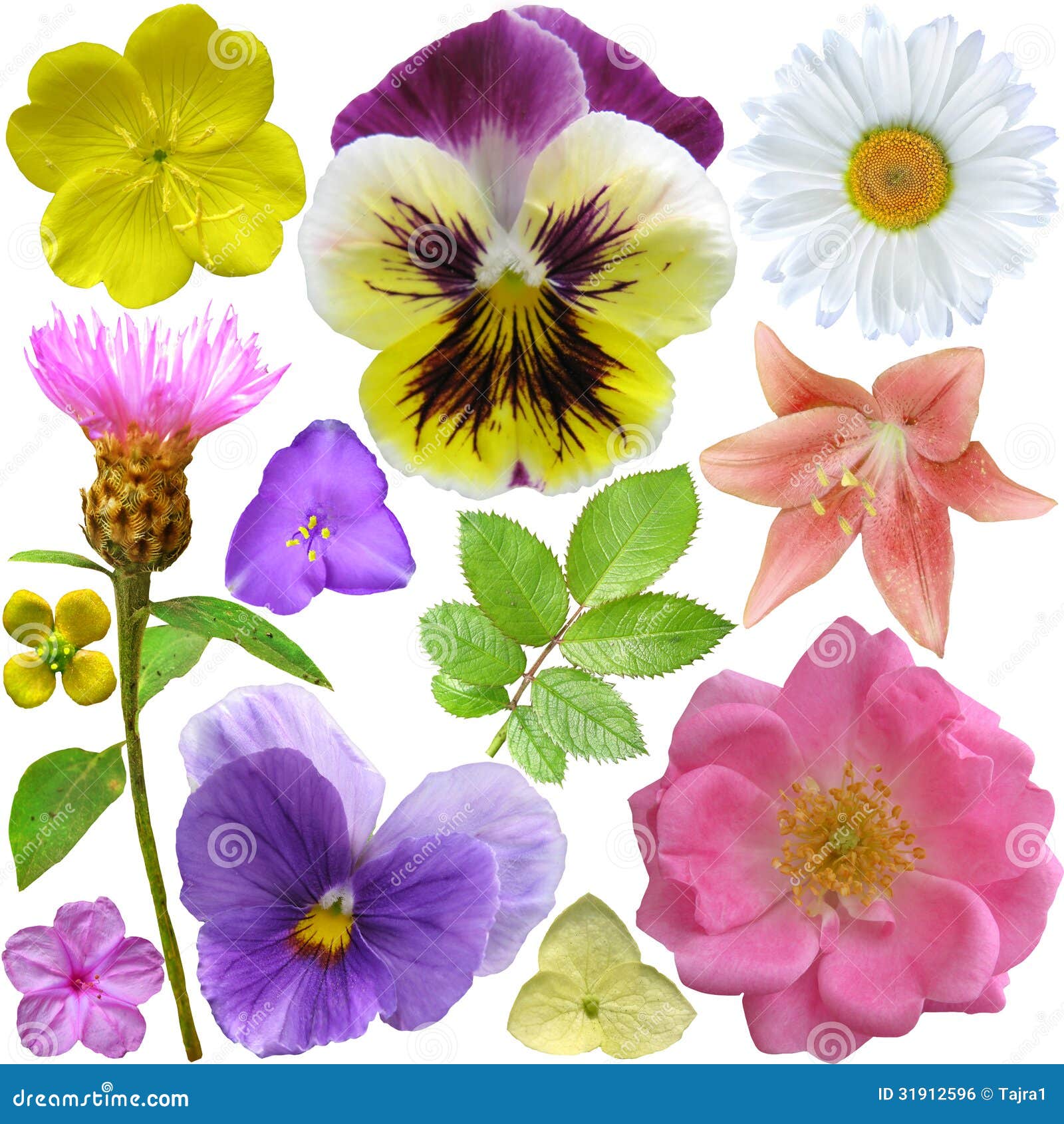 Set of Different Flowers stock photo. Image of collection - 31912596