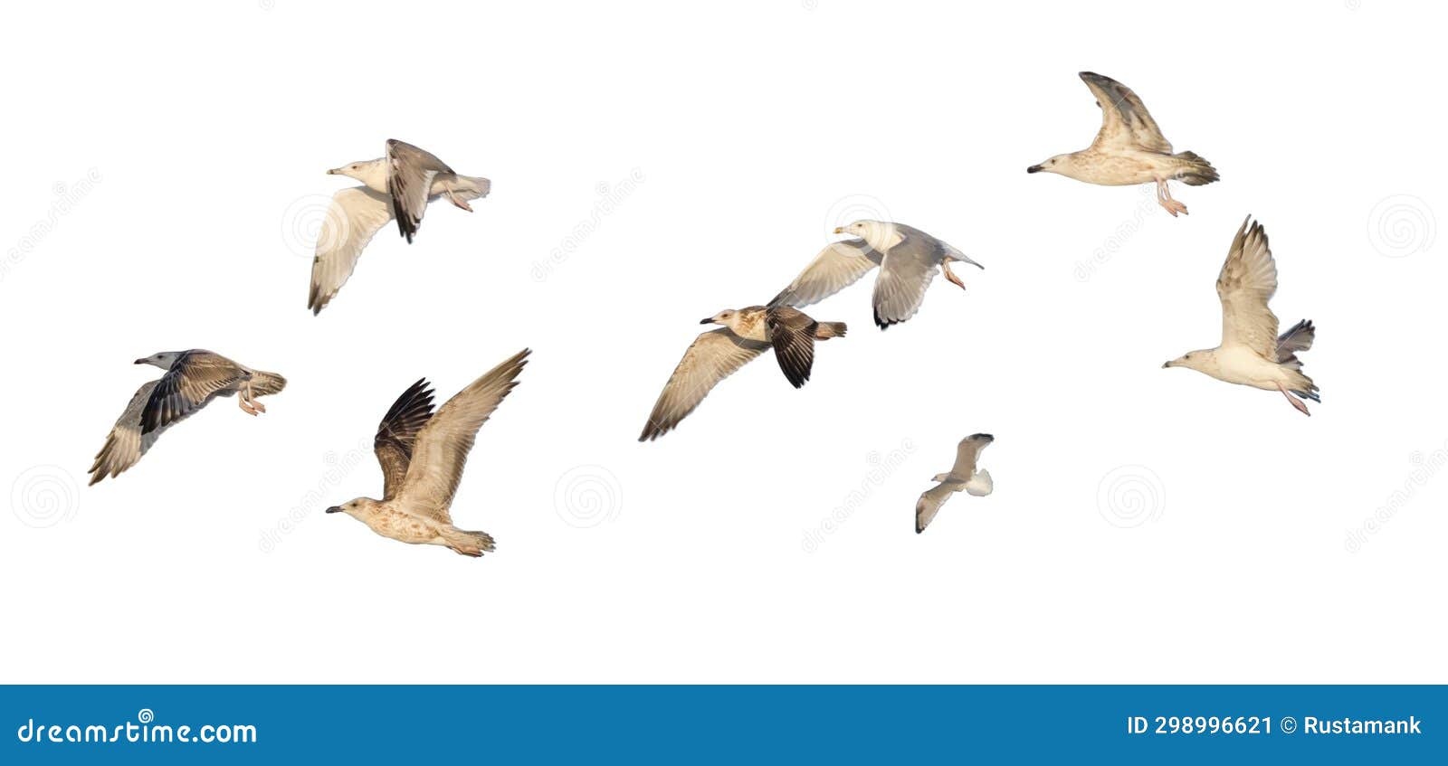 Set of Different Flying Seagulls in Different Poses Stock Image - Image ...
