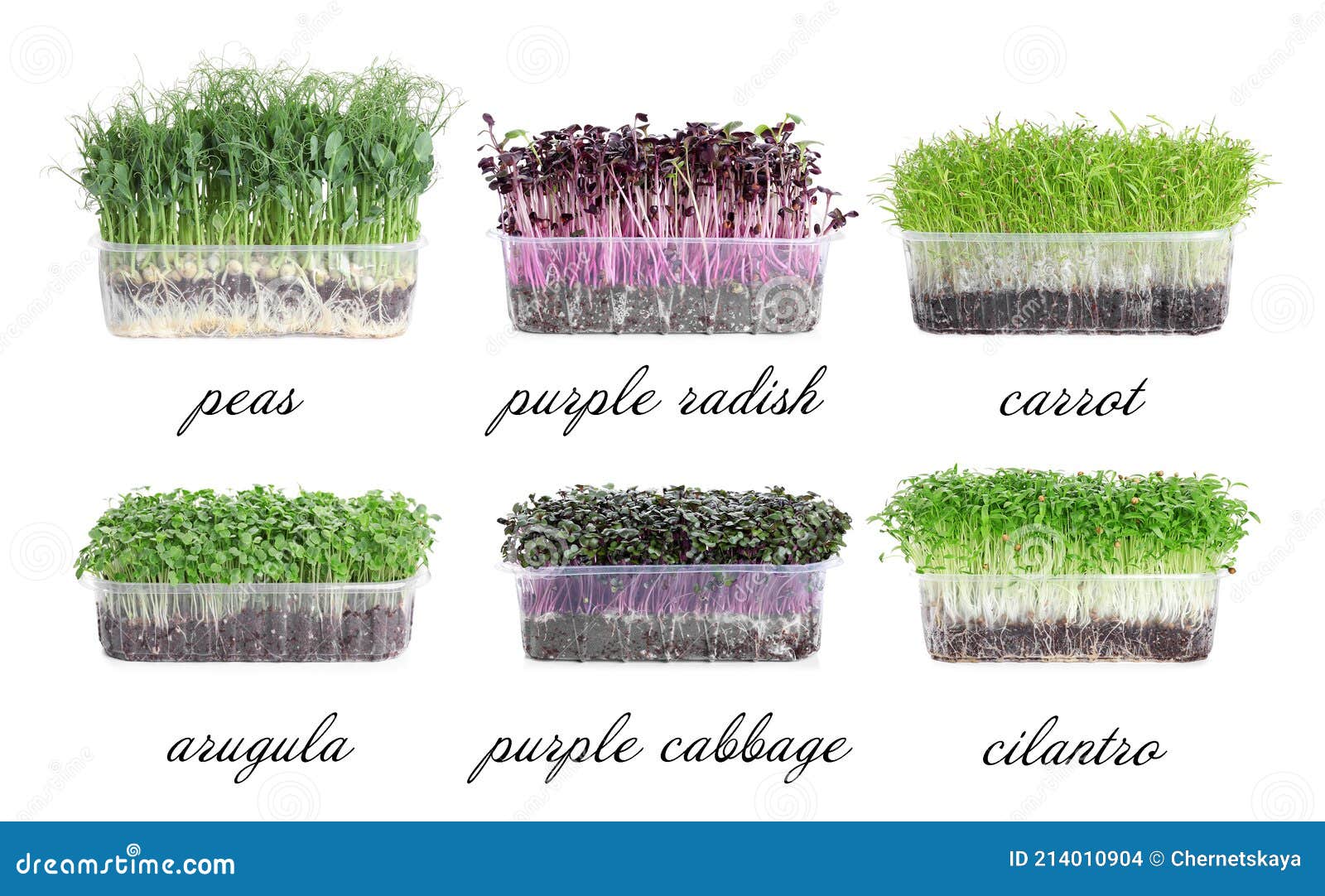 Set of Different Fresh Microgreens on White Background. Banner Design ...