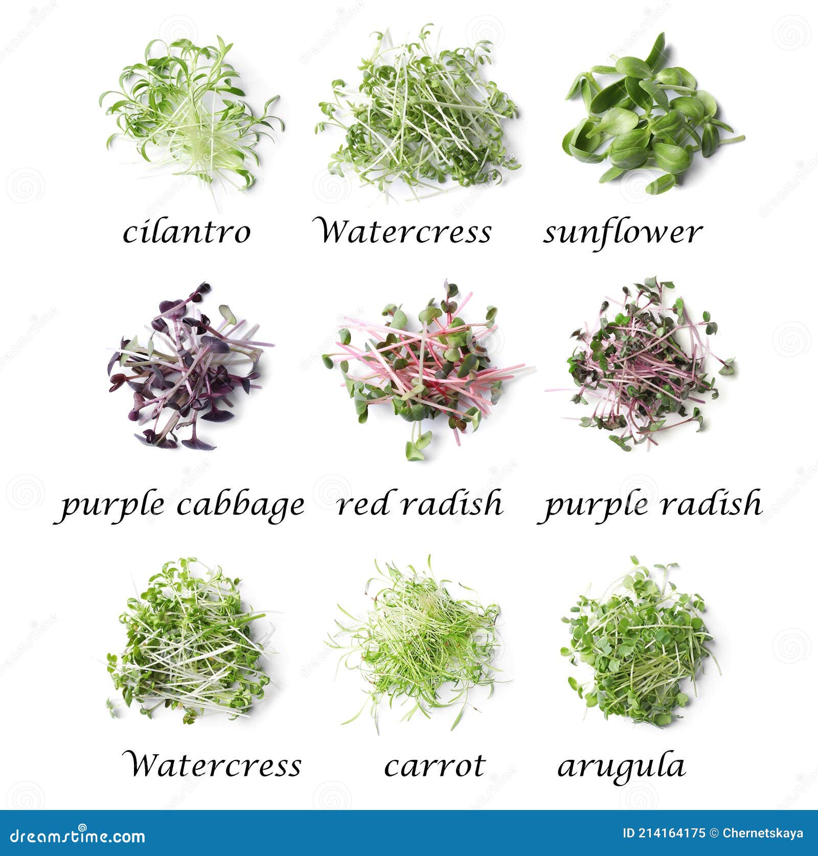 Set of Different Fresh Microgreens on White Background, Top View Stock ...