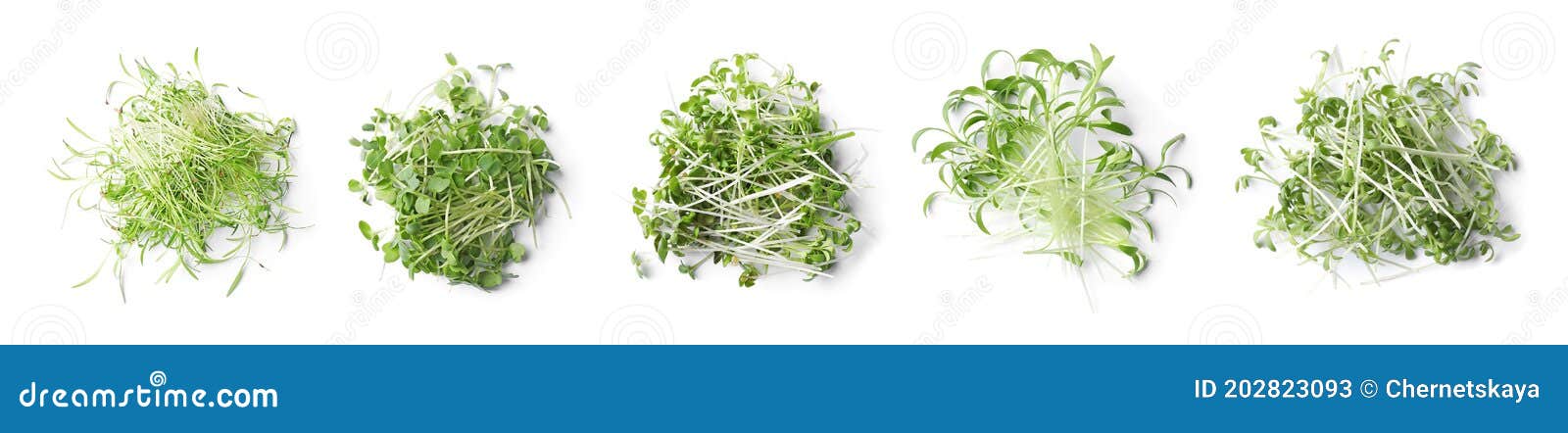 Set of Different Fresh Microgreens on White Background, Top View ...