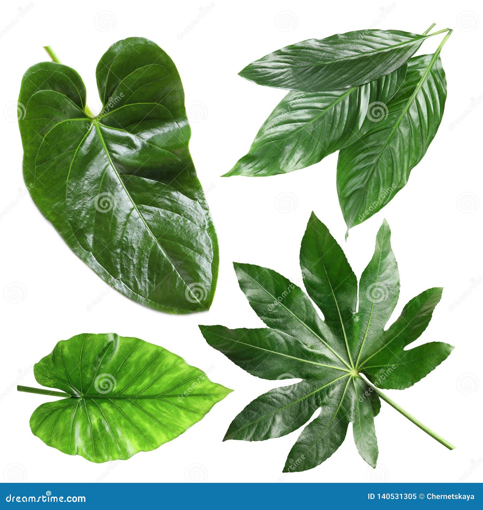 Set of Different Fresh Tropical Leaves Stock Image - Image of botany ...