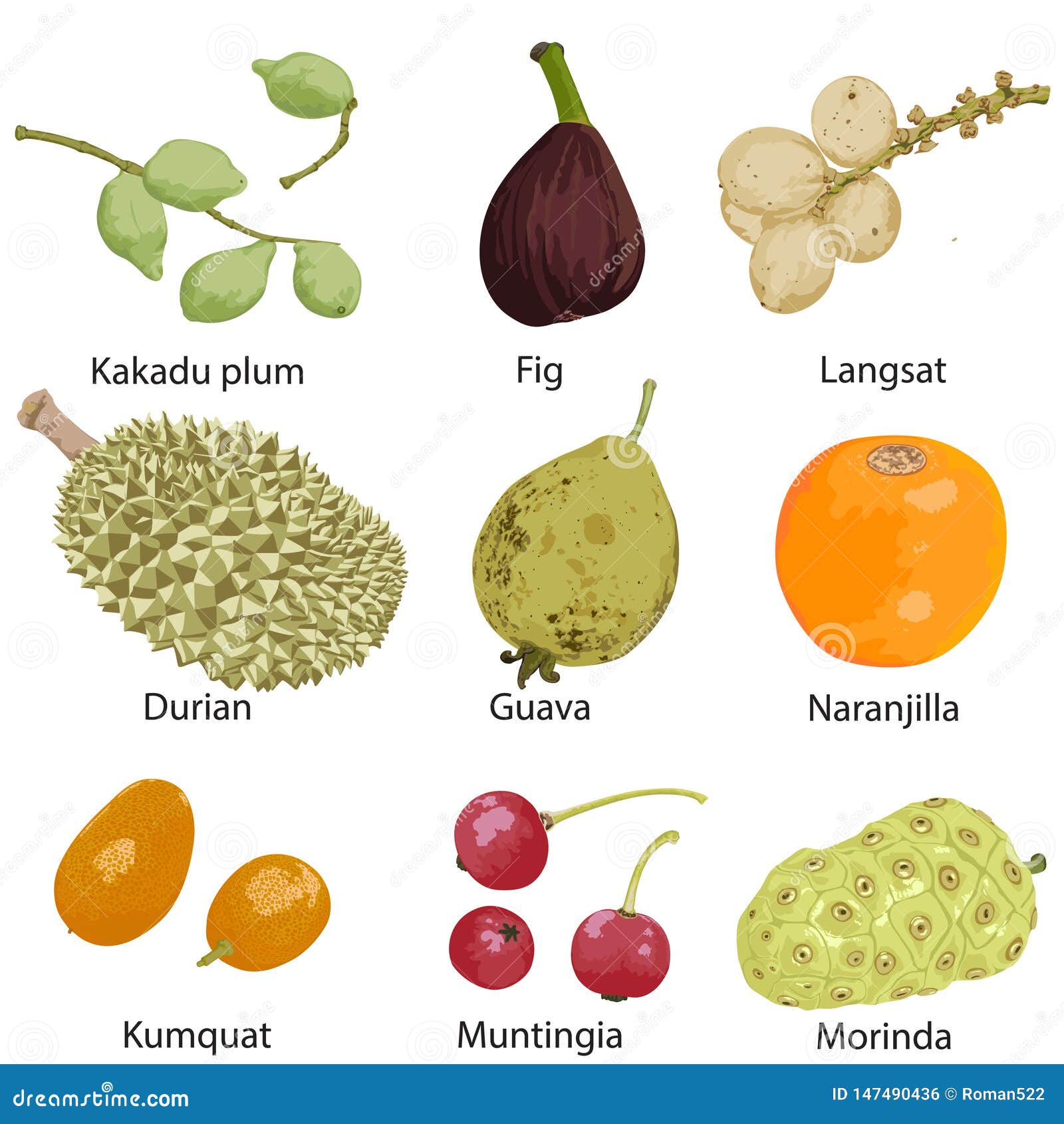 Lanzones Fruit Drawing