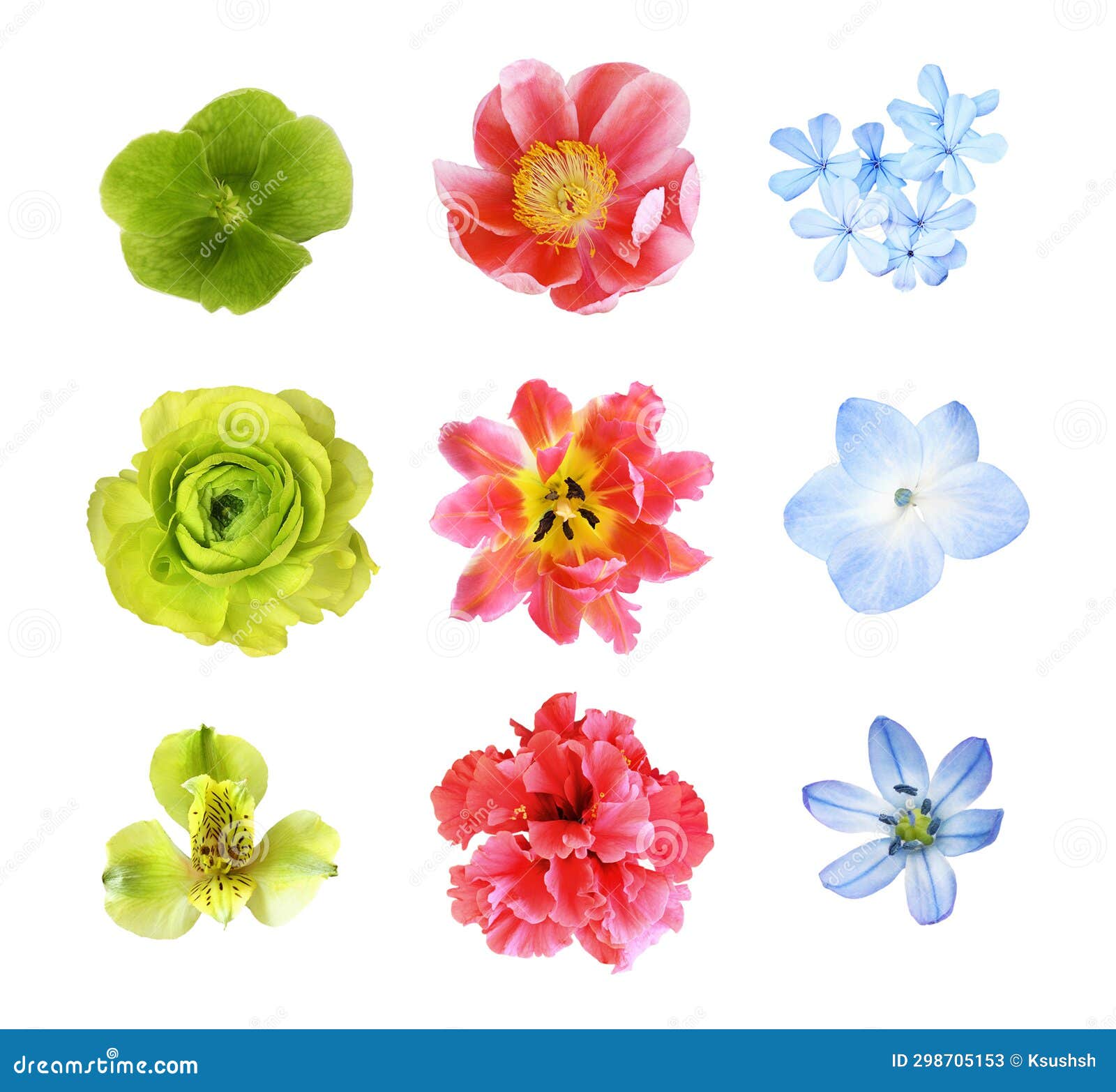Set of Different Green, Blue and Red Flowers Isolated on White. Top ...
