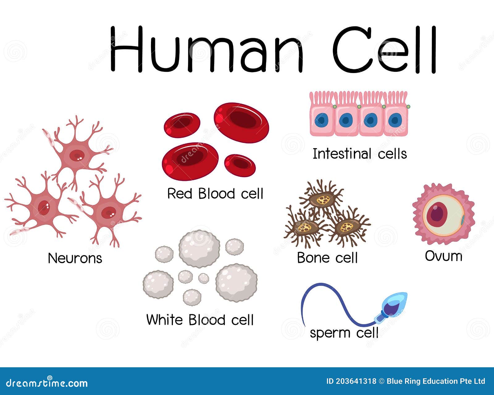 Set of Different Human Cell Stock Vector - Illustration of sperm, alive ...