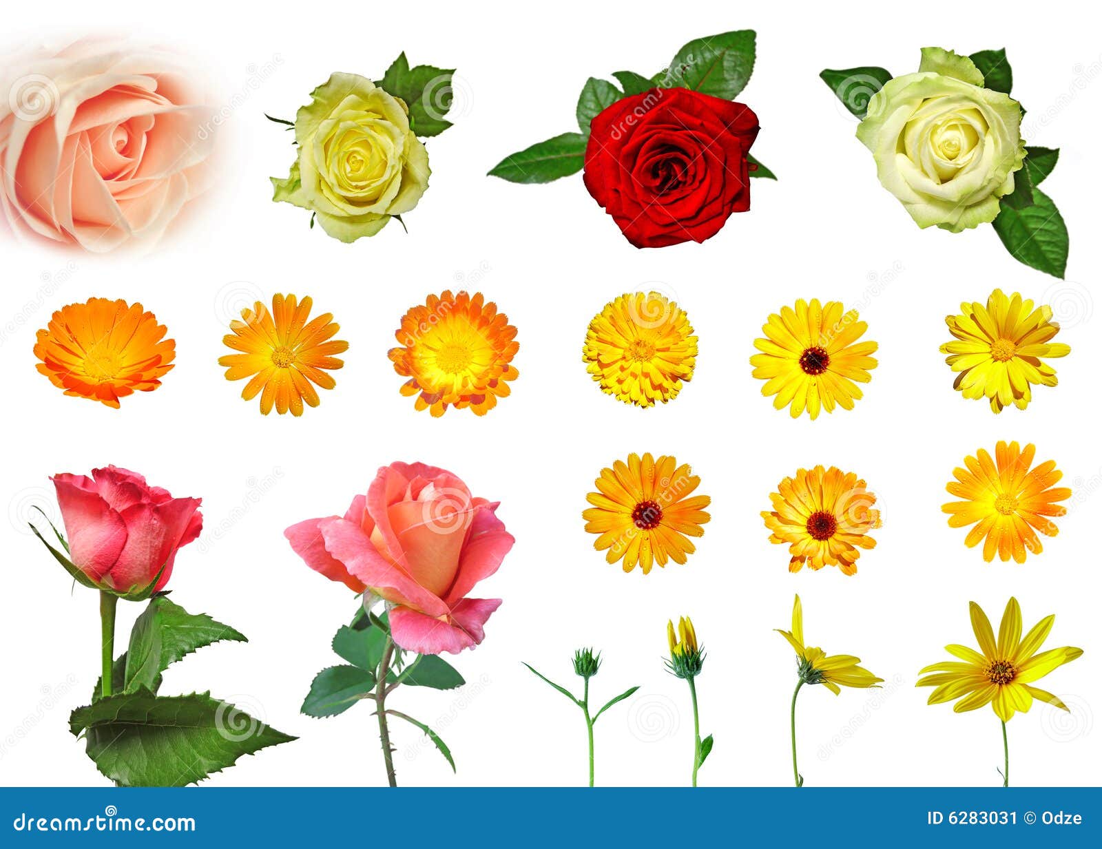 Set of Different Isolated Flowers Stock Image - Image of plant, gift ...