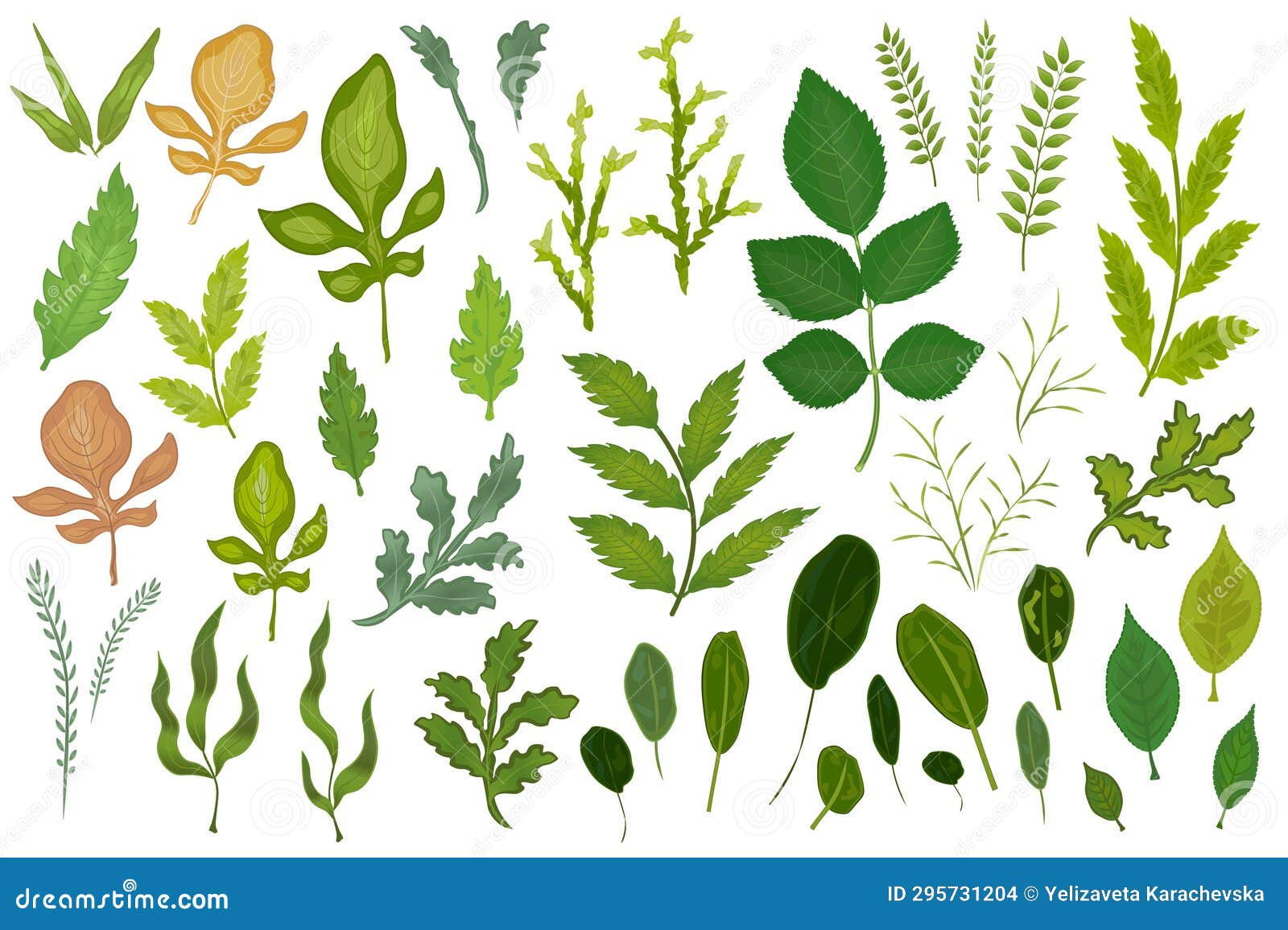 Set of Different Leaves Plants Realistic Drawings Stock Illustration ...