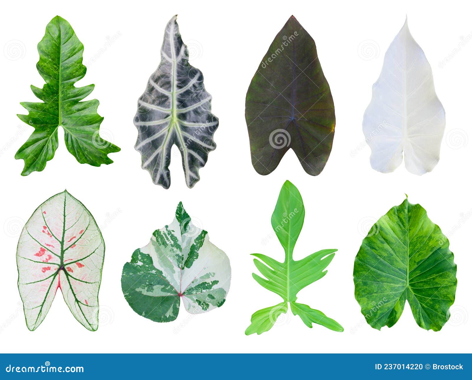 Set of Different Leaves on White Background Stock Photo - Image of ...