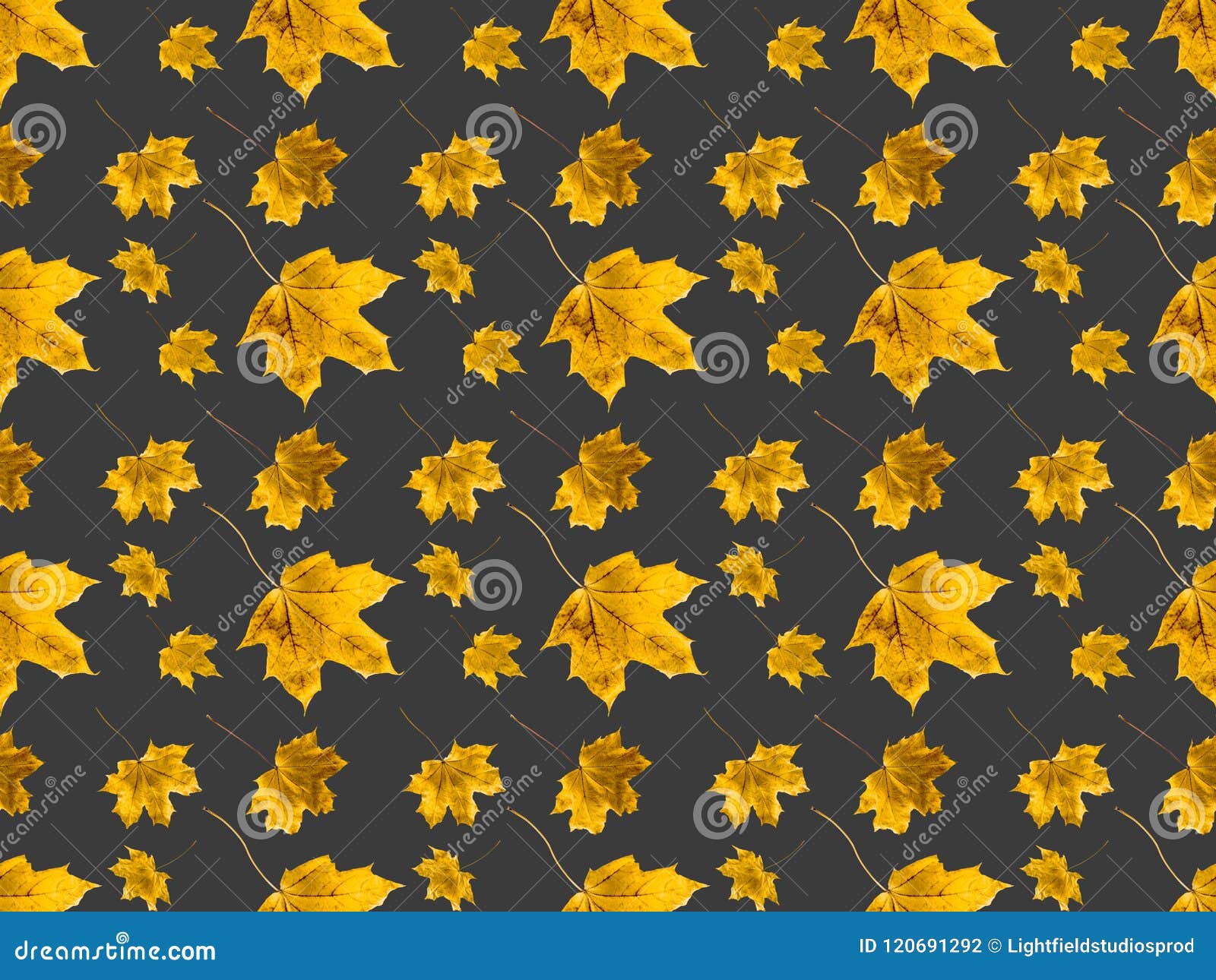Set of Different Maple Leaves Stock Photo - Image of leaves, elevated ...