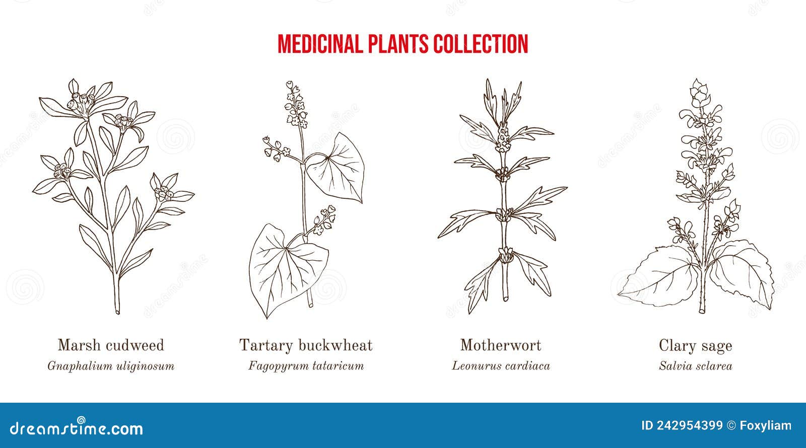 Set of Different Medicinal Plants Stock Vector - Illustration of clary ...