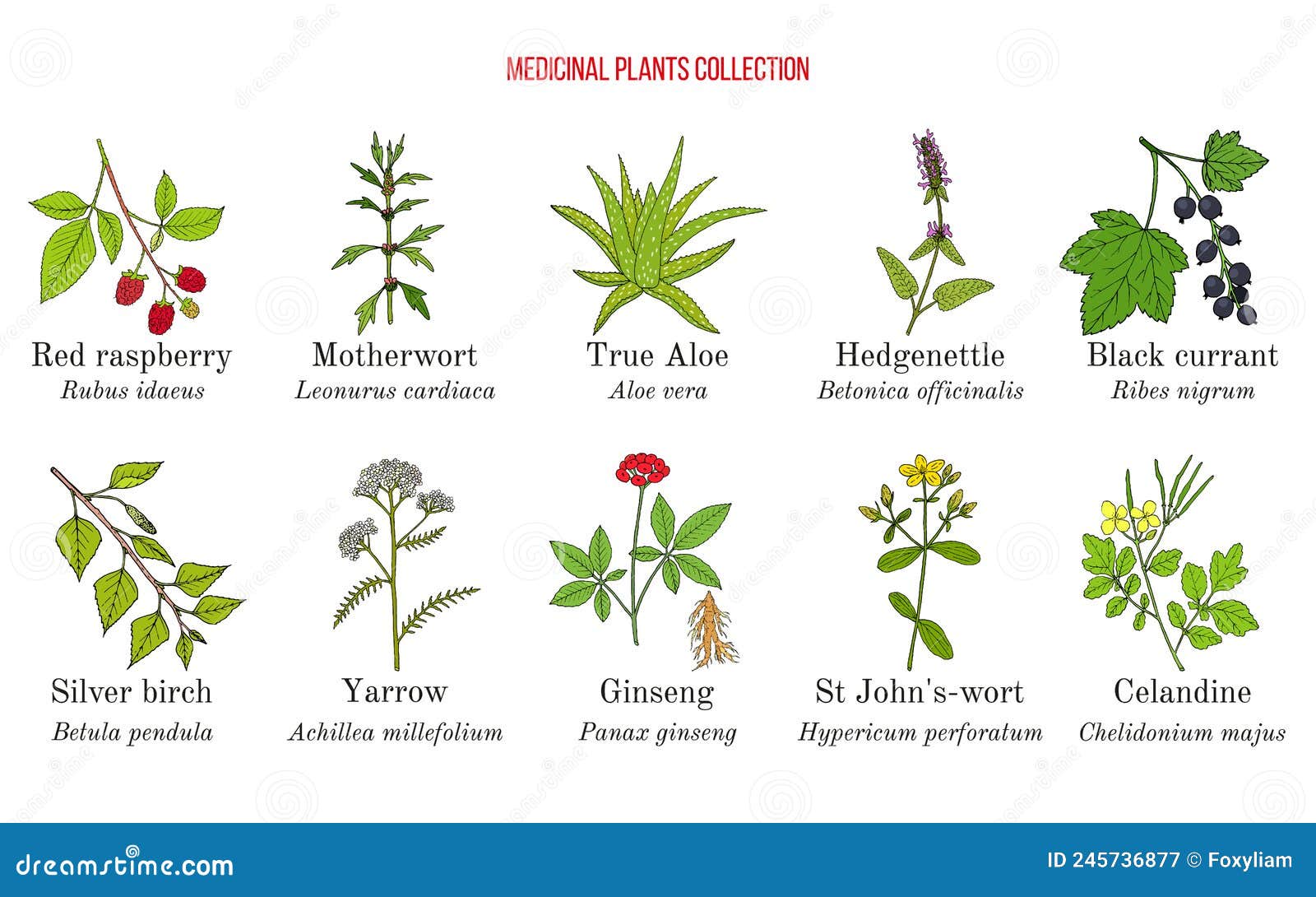 Different Medicinal Plants Collection Vector Illustration ...