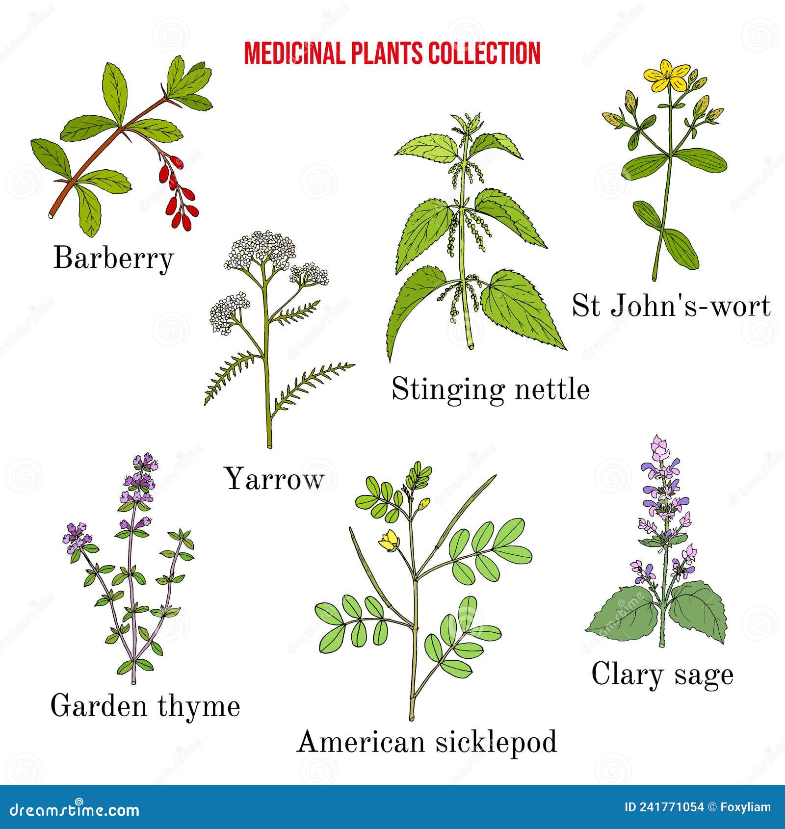 Set of Different Medicinal Plants Stock Vector - Illustration of sage ...