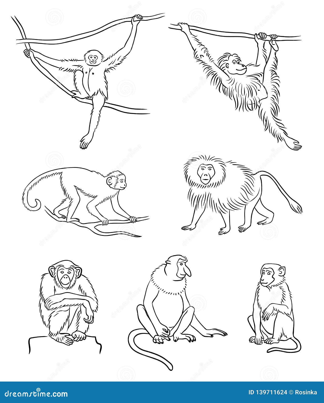Set of Different Monkeys in Contours - Vector Illustration Stock Vector ... Set of Different Monkeys in Contours - Vector Illustration Stock Vector ...