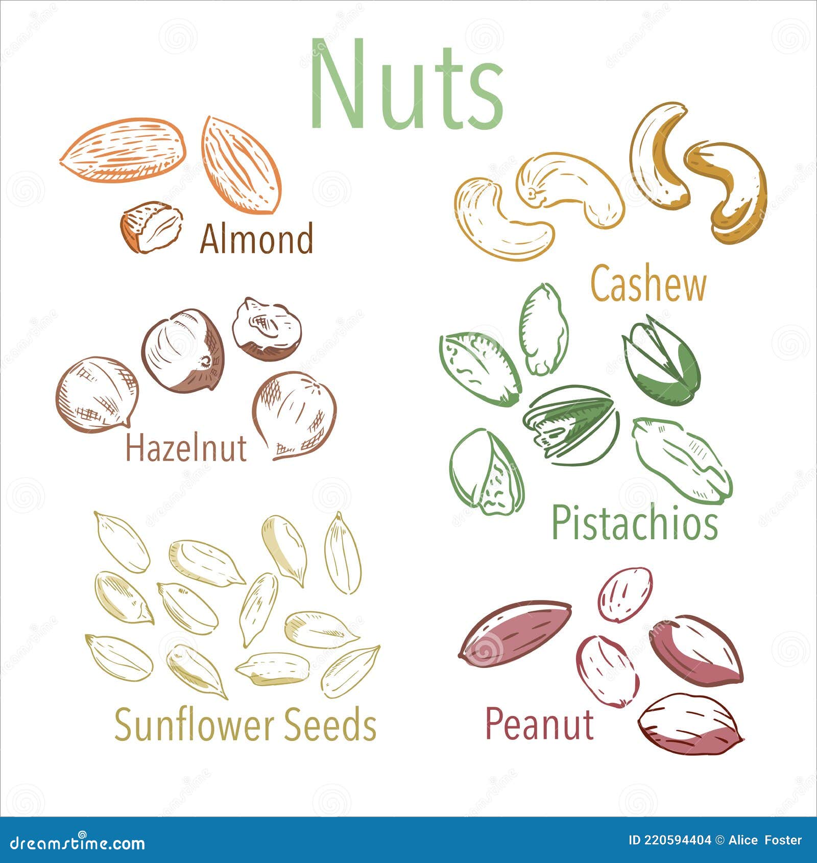 Set of Different Nuts Painted in Colored Shadows. Vector Illustration ...