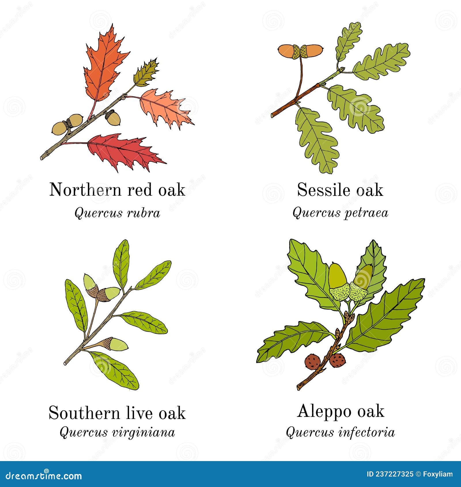 Set of Different Oak Branches Stock Vector - Illustration of medicinal ...