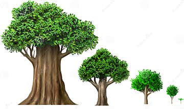 Set of Different Oak Trees Growth Stages Stock Illustration ...