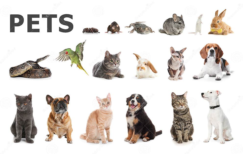 Set of Different Pets on Background Stock Photo - Image of mammal ...