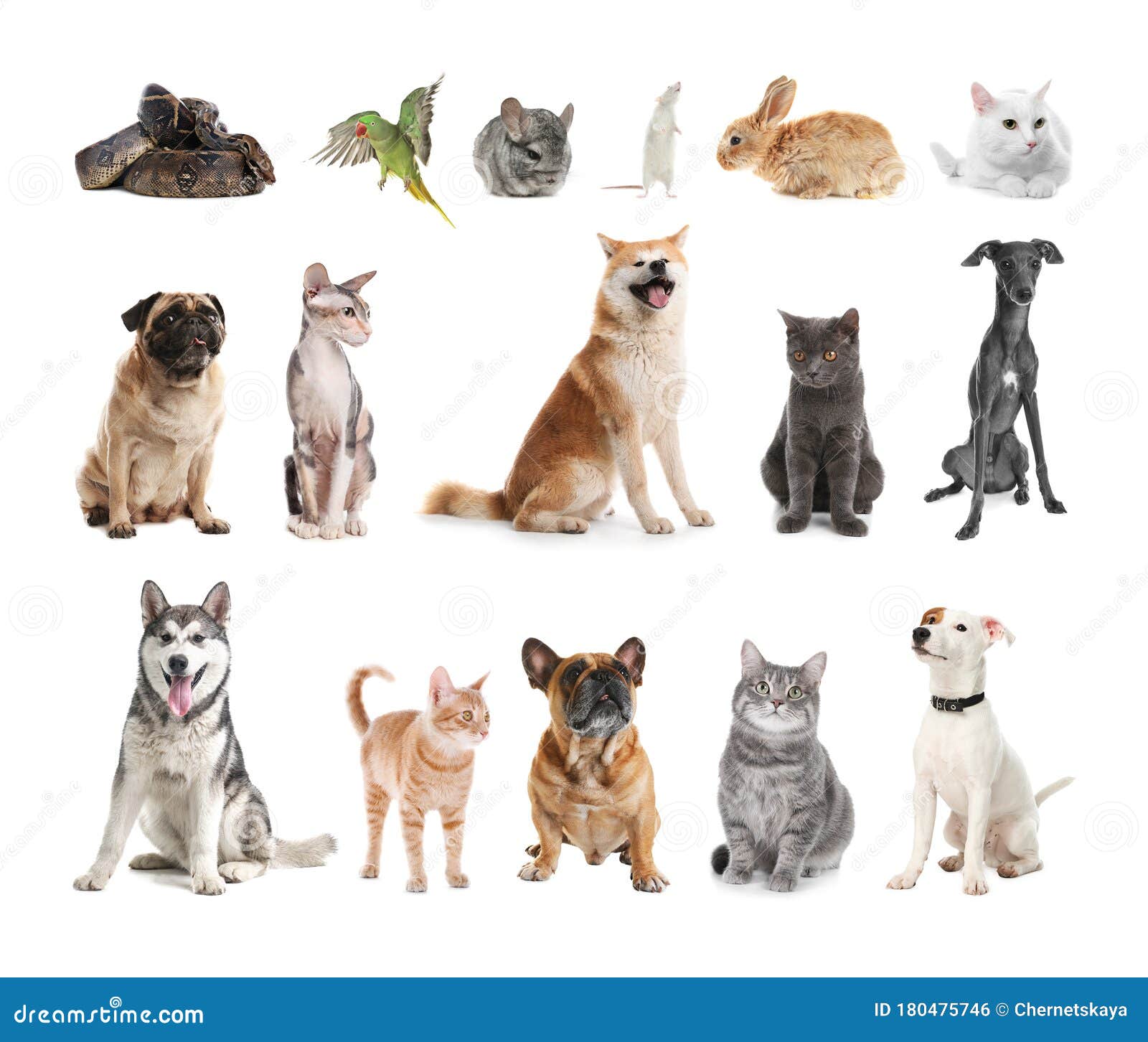 Set of Different Pets on Background Stock Photo - Image of beautiful ...