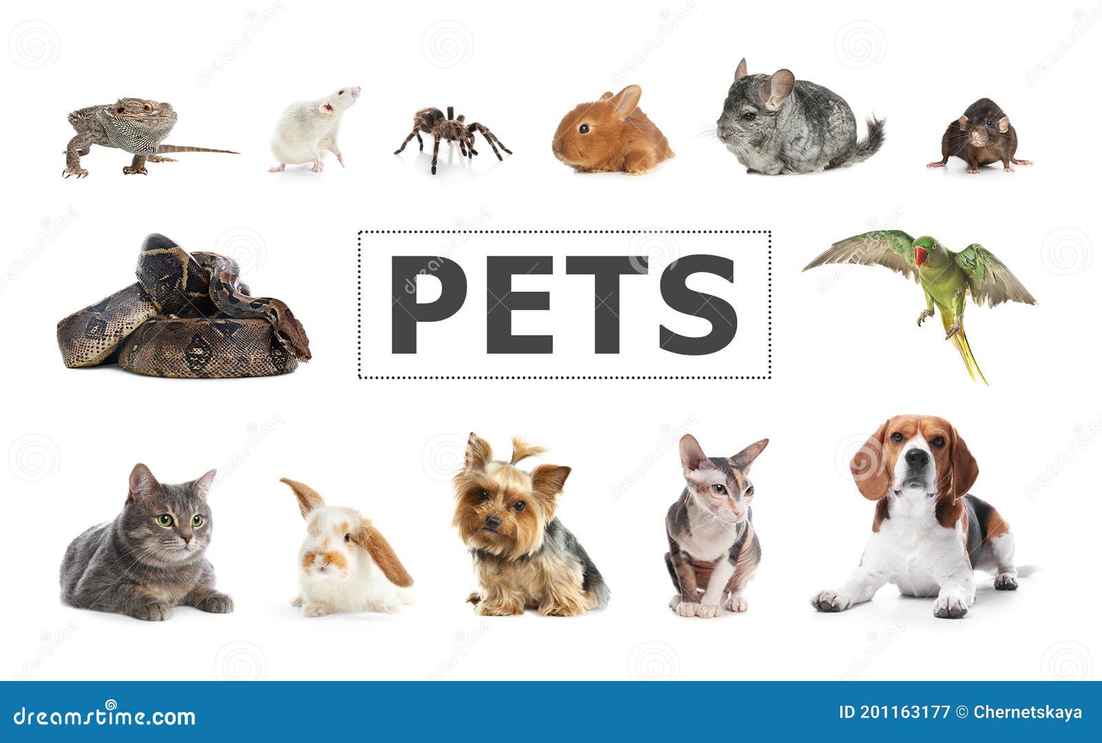 Set of Different Pets on White Background Stock Image - Image of mouse ...