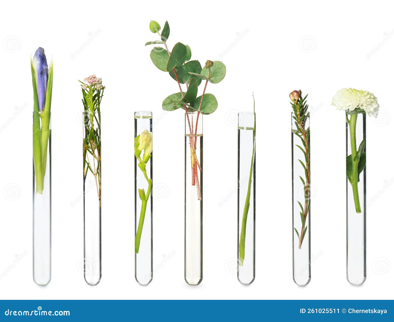 Set with Different Plants in Test Tubes on White Background Stock Image ...