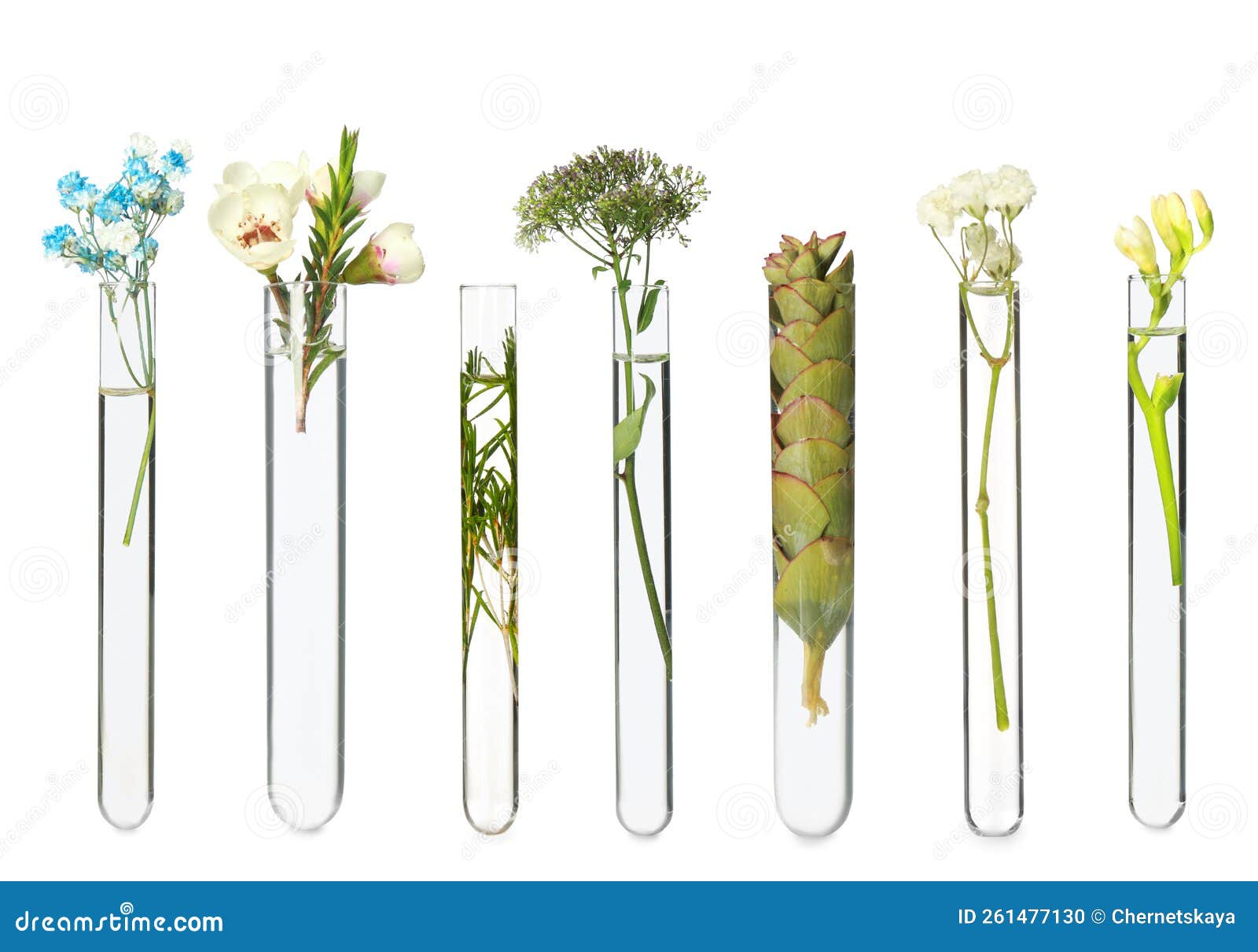 Set with Different Plants in Test Tubes on White Background Stock Photo ...