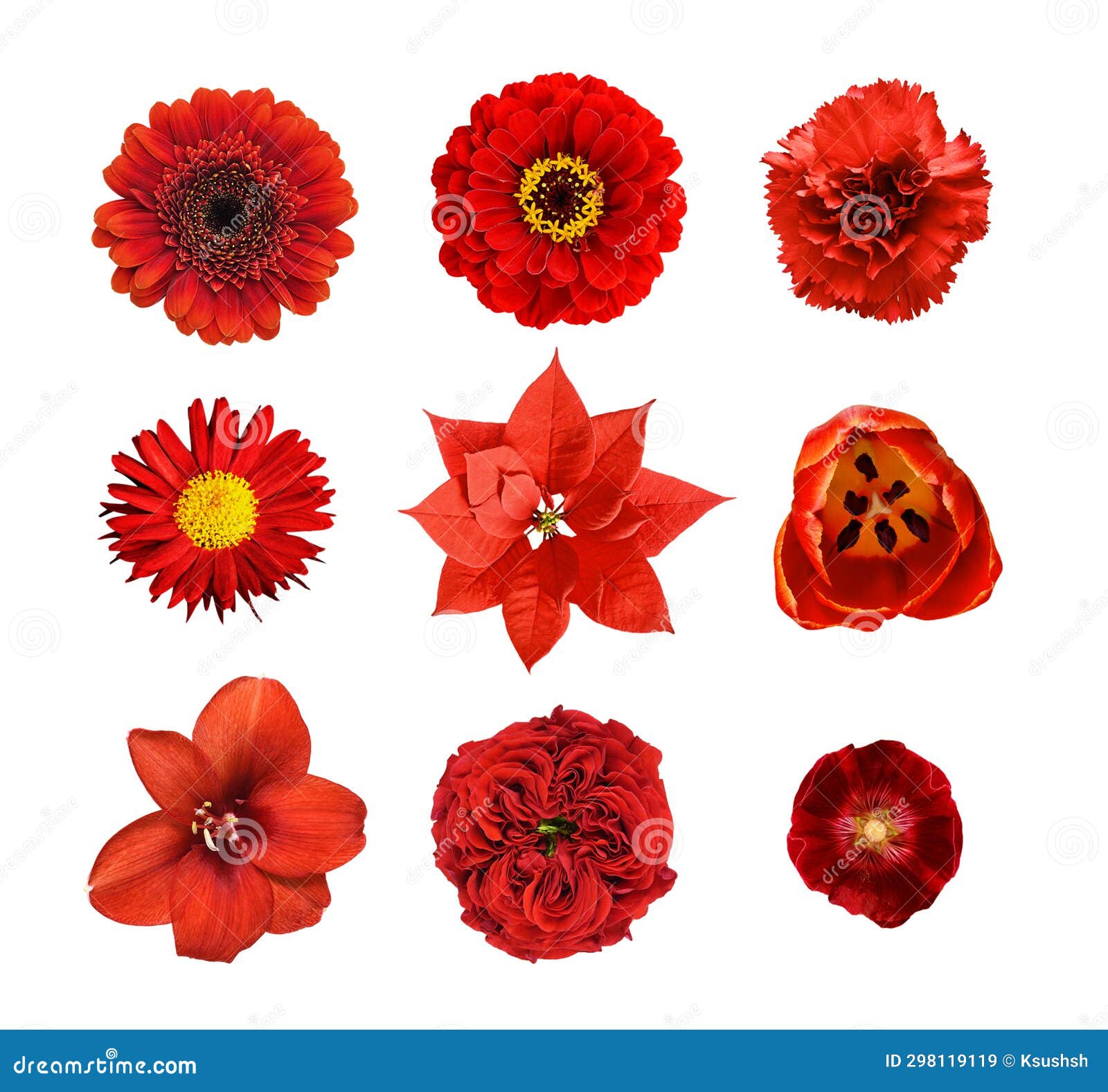 Set of Different Red Flowers Isolated on White Background. Top View ...