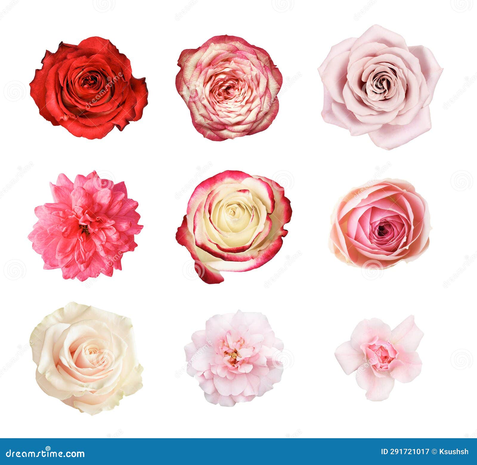 Set of Different Rose Flowers Isolated Stock Image - Image of rosette ...