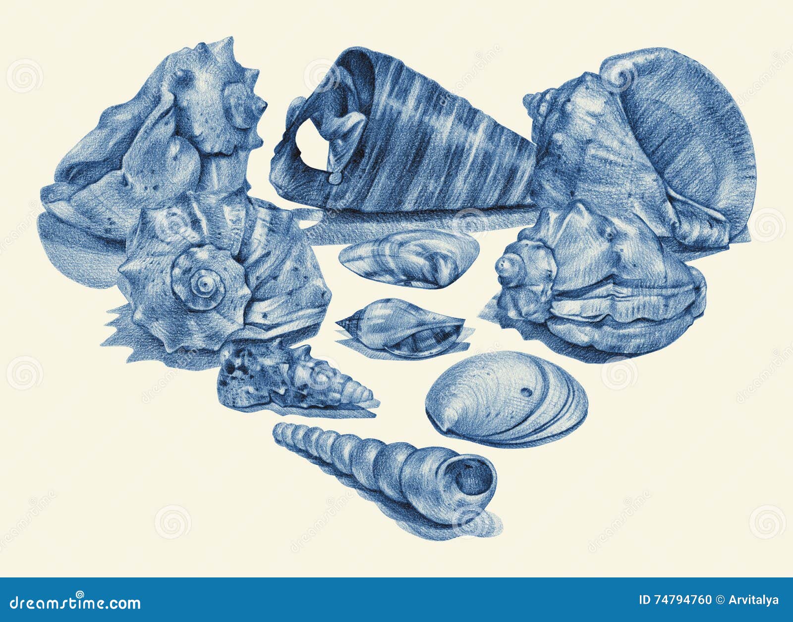 Set of Different Seashells Drawn by Hand with Pencil Stock Illustration ...