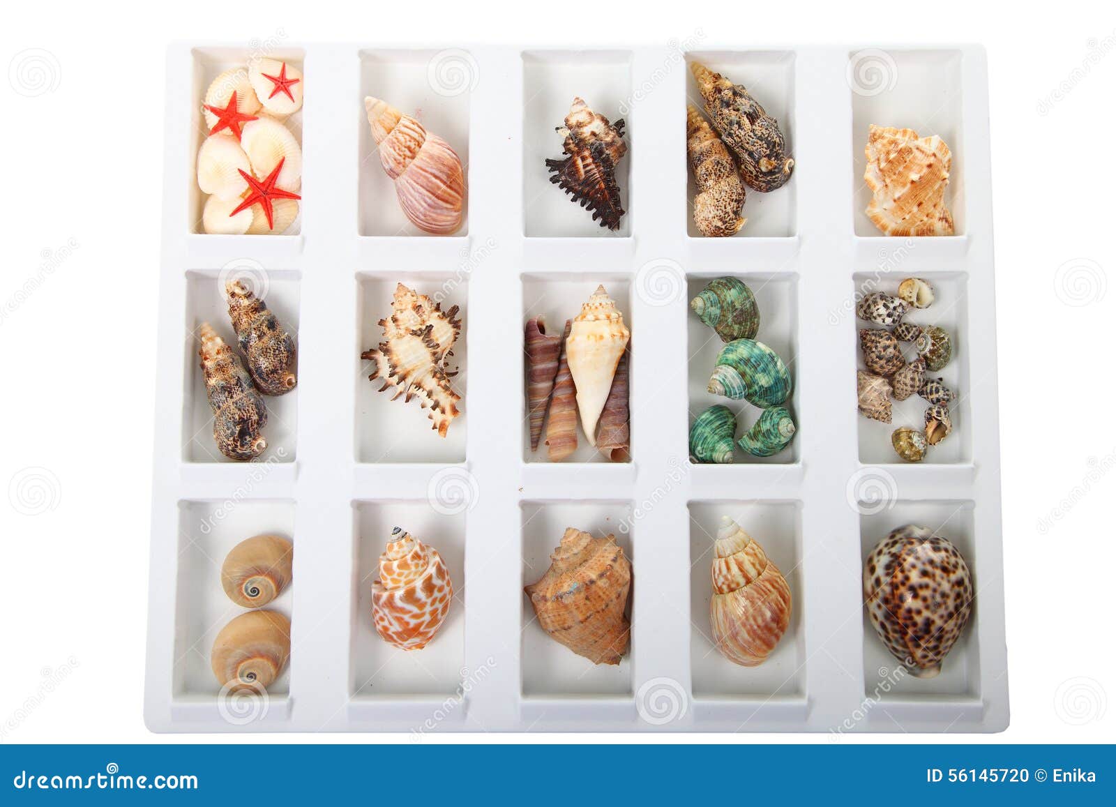 Set of different shells stock photo. Image of coastline - 56145720