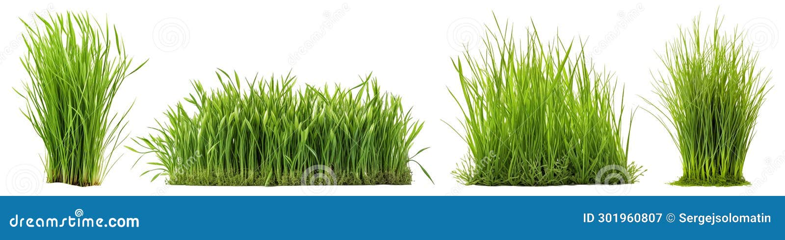 Set of Different Short Vertical Piece of Green Grass Cut on a ...