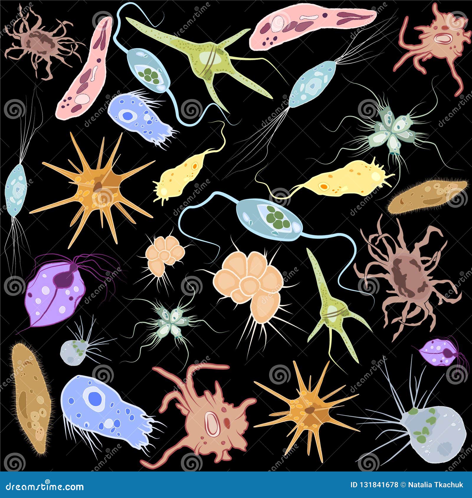 Set Of Different Single-celled Eukaryote Protozoas, Vector Illustration ...