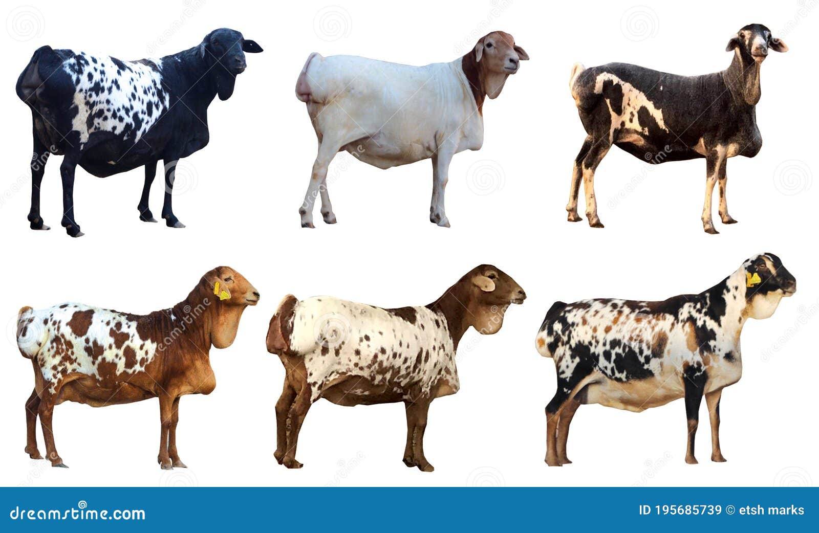 A Set of Different Species of Sheep. Stock Image - Image of domestic ...