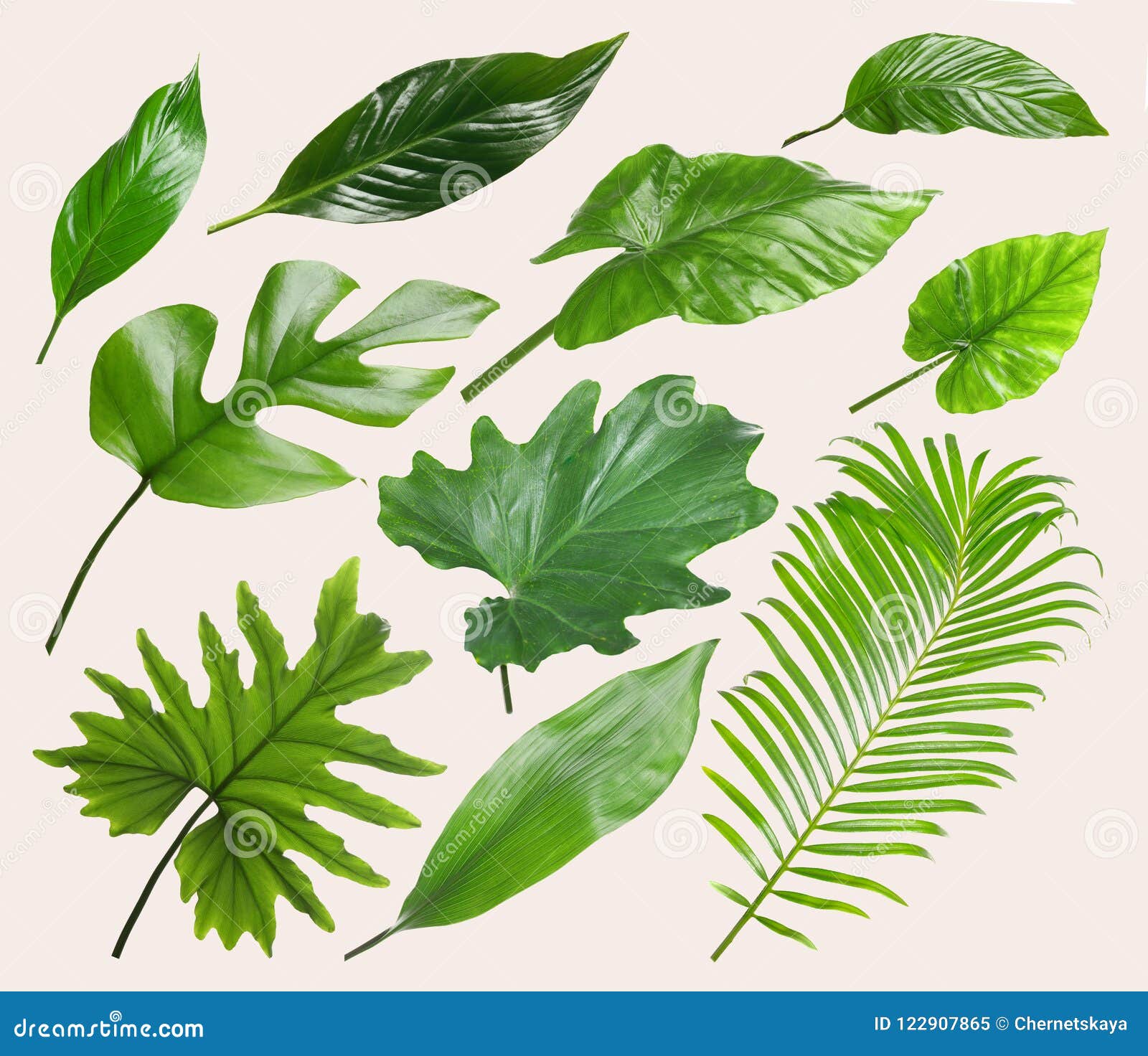 Set of Different Tropical Leaves Stock Image - Image of monstera ...