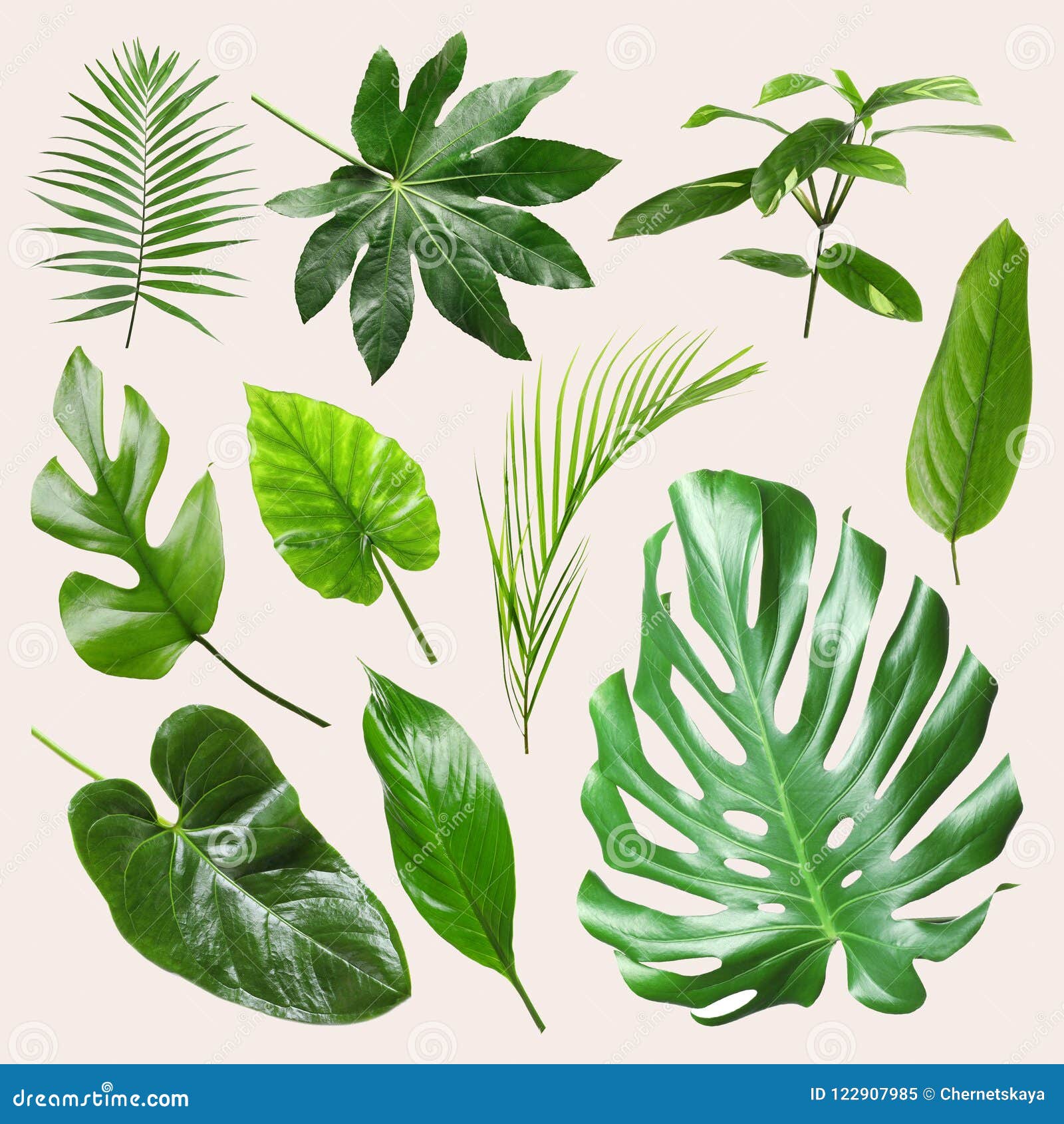 Set of Different Tropical Leaves Stock Image - Image of light, jungle ...