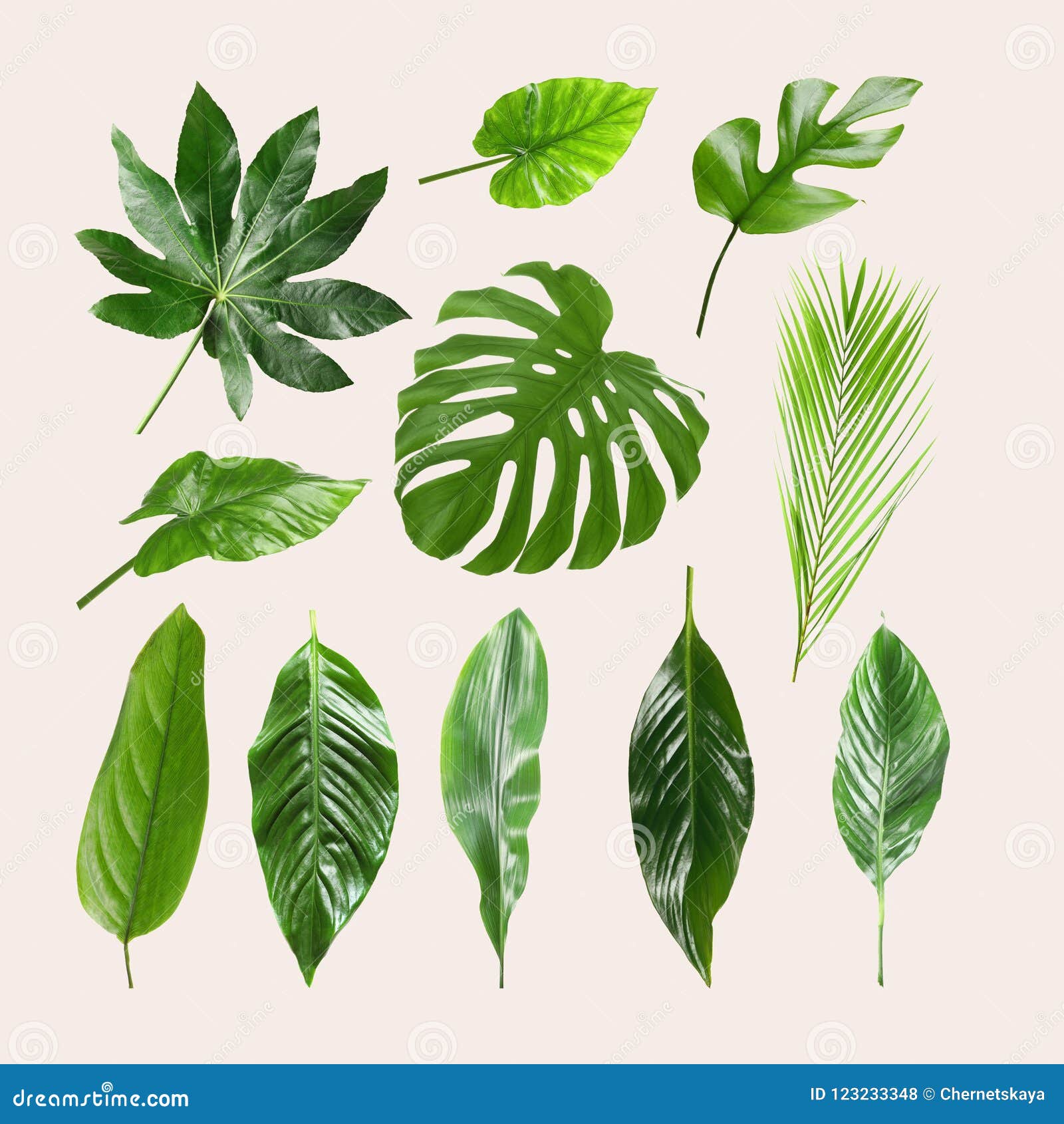 Set of Different Tropical Leaves Stock Photo - Image of houseplant ...