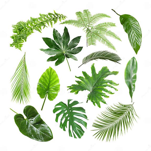 Set of Different Tropical Leaves Stock Photo - Image of anthurium ...