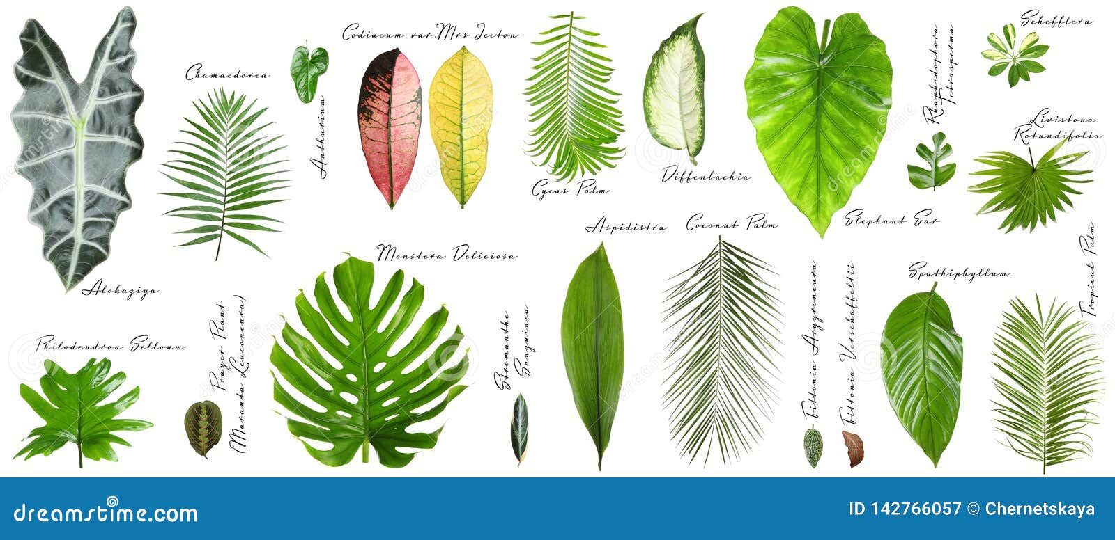Set of Different Tropical Leaves Stock Image - Image of design, cycas ...