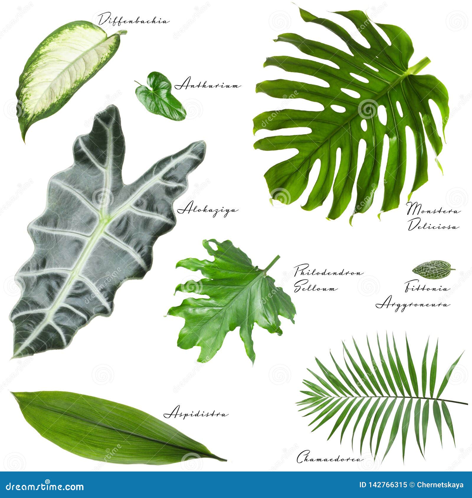 Set of Different Tropical Leaves Stock Image - Image of collection ...