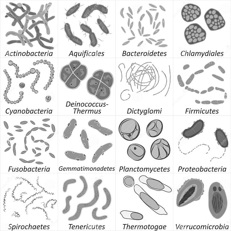 Set of Different Types of Bacterias, Black and White Vector ...