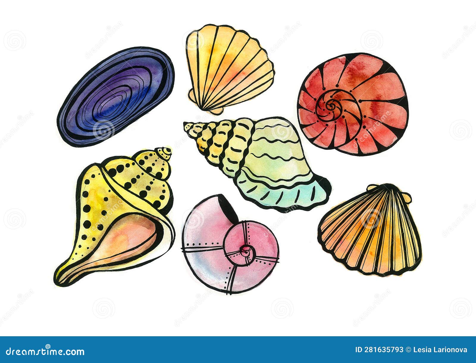 A Set of Different Types and Colors of Seashells. Encircled by a Black ...