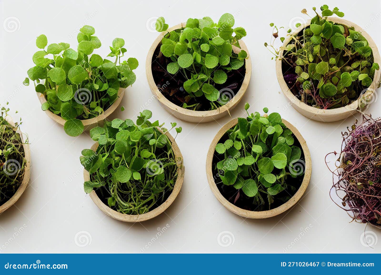 Set of Different Types of Microgreens for Human Consumption Stock Image ...