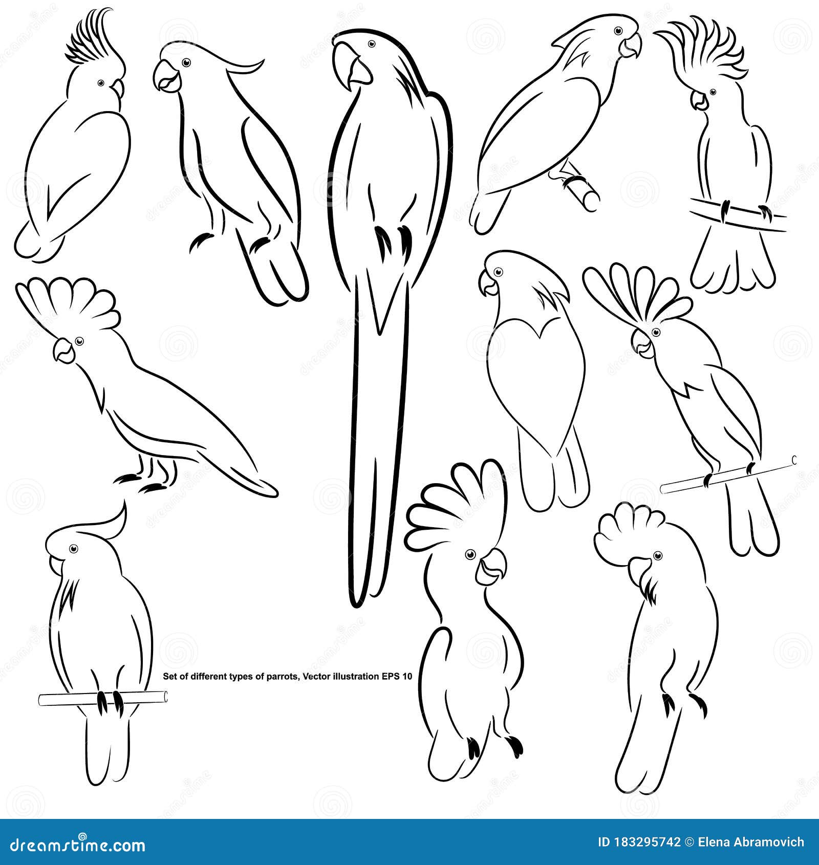 A Set of Different Types of Parrots, Sketch, Outline Stock Vector ...