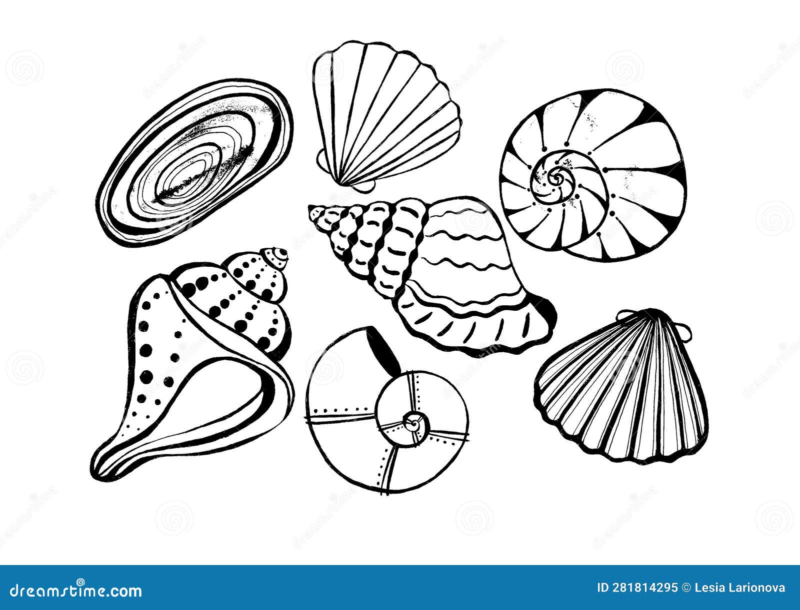 A Set of Different Types of Shells. Drawn with a Black Outline on a ...