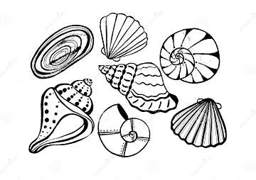 A Set of Different Types of Shells. Drawn with a Black Outline on a ...