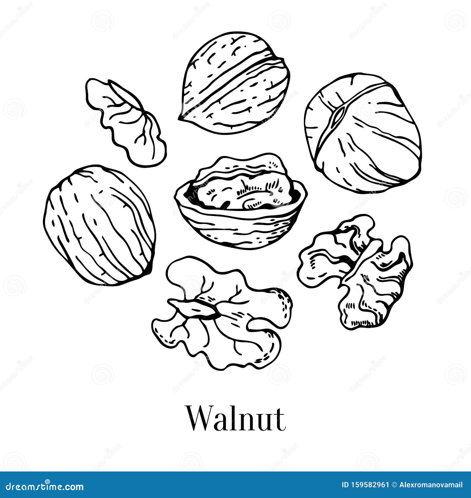 Set of Different Walnuts. Hand Drawn Outline Vector Sketch Illustration ...