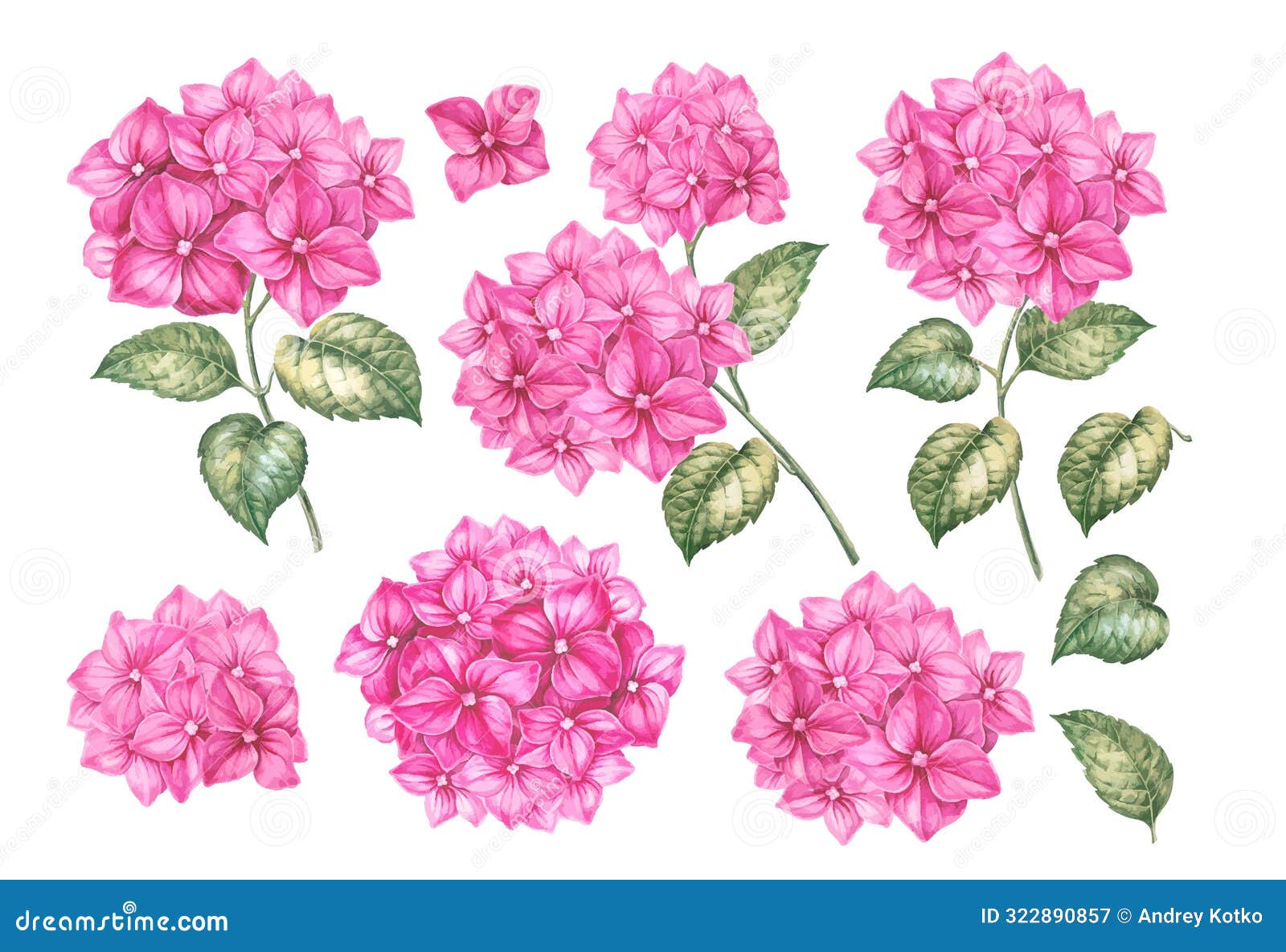 Set Of Differents Flower Hydrangeas On White Background. Watercolor ...