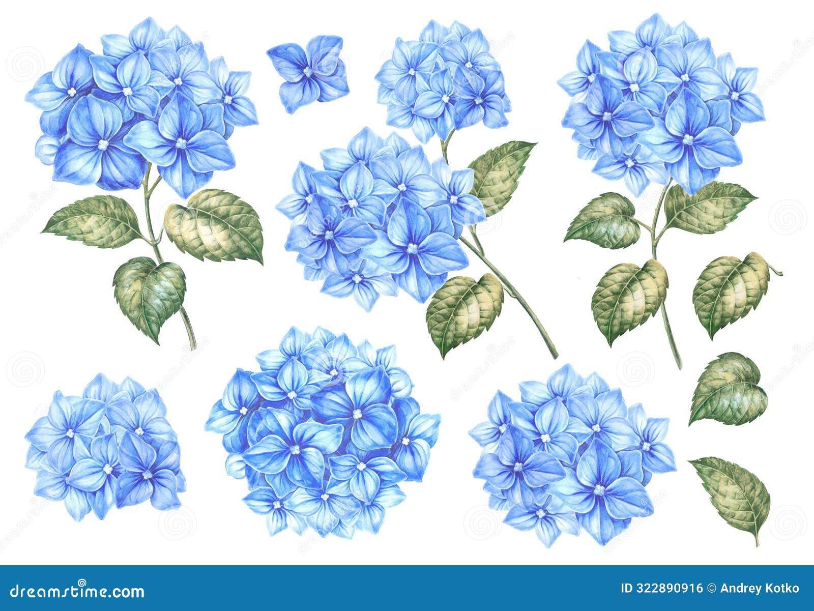 Set Of Differents Flower Hydrangeas On White Background. Watercolor ...