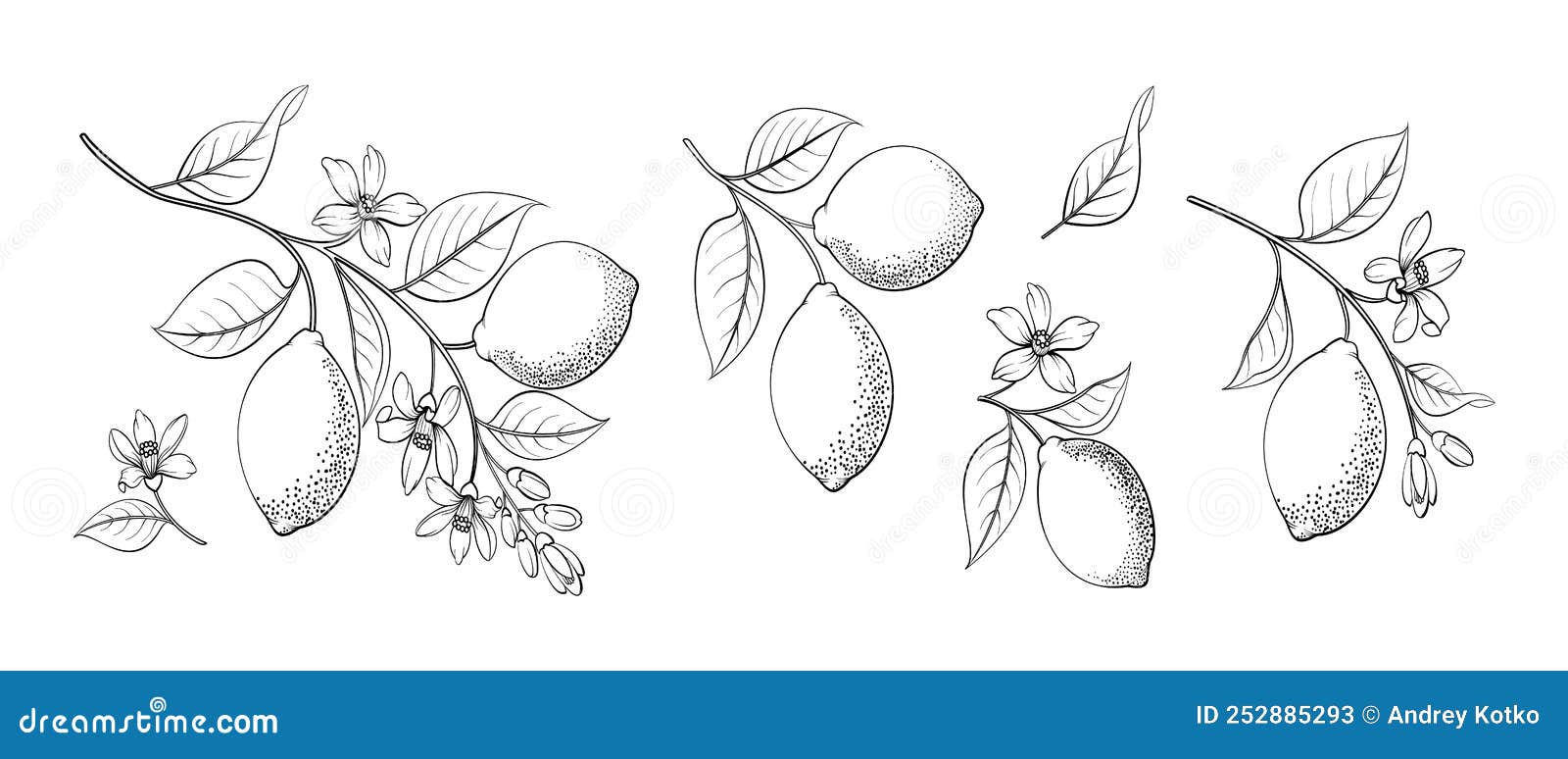 Set of Differents Lemones Branch on White Background. Stock Vector ...