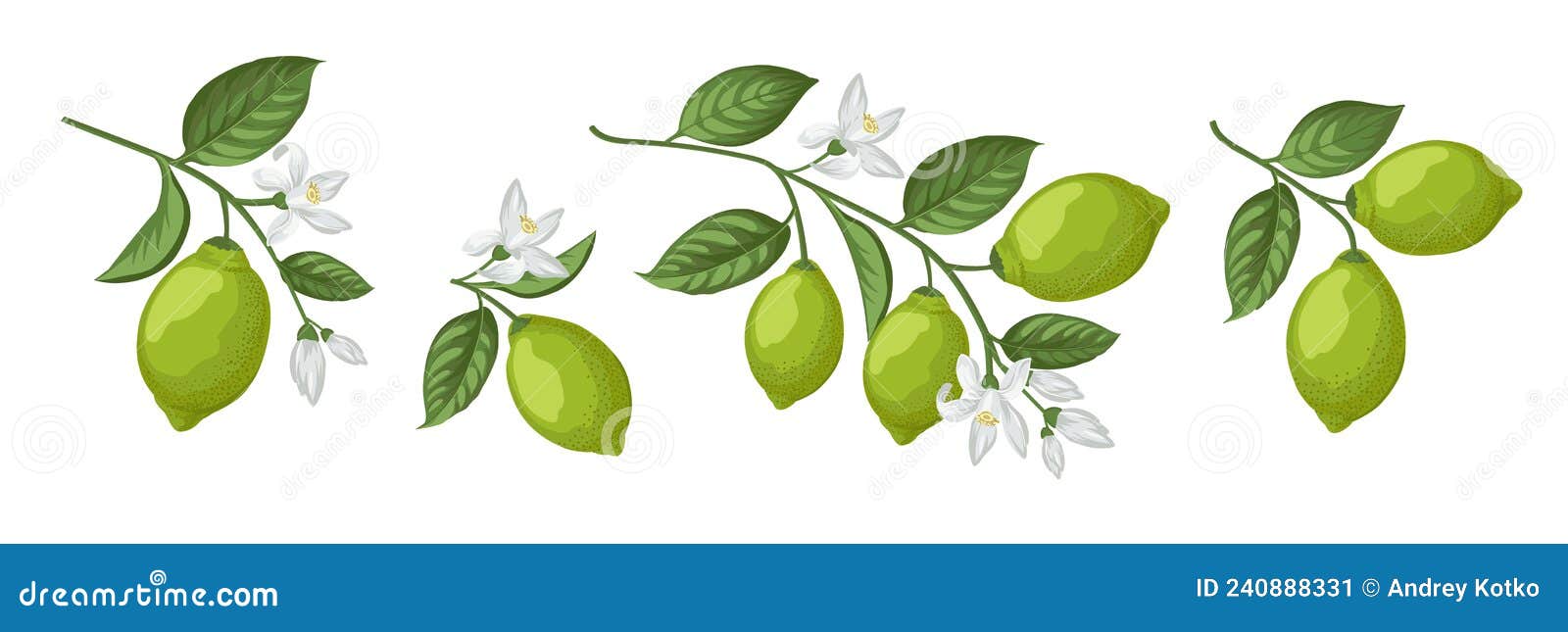 Set of Differents Limes Branch on White Background. Stock Vector - Illustration of fabric ...